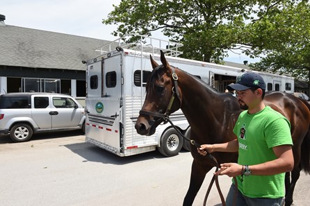 Exaggerator - Horse Profile - BloodHorse