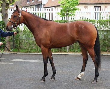 Frankel (GB) - Horse Profile - BloodHorse