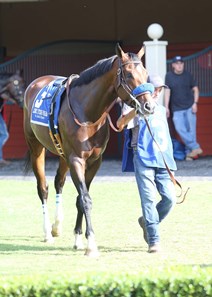 Cyrus Alexander - Horse Profile - BloodHorse