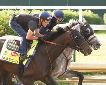 Mor Spirit - Horse Profile - BloodHorse