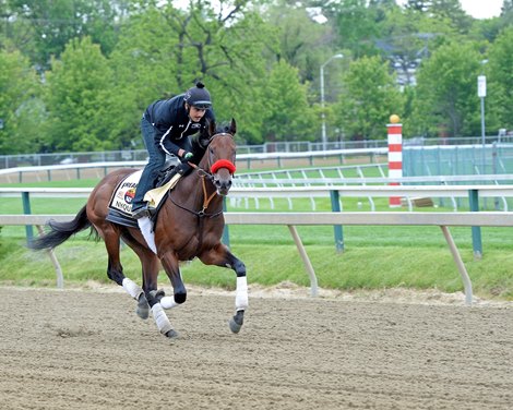 Nyquist on Cruise Control for Preakness - BloodHorse