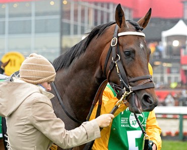 Exaggerator - Horse Profile - BloodHorse