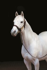 2017 Kentucky Stud Fees - BloodHorse