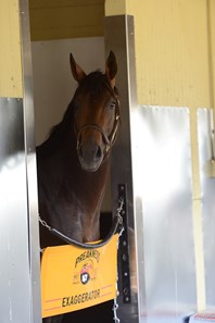 Exaggerator - Horse Profile - BloodHorse