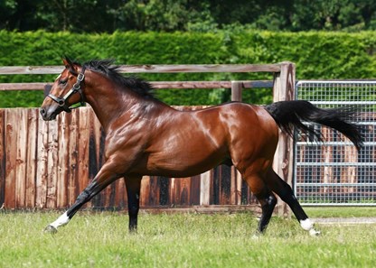 Frankel (GB) - Horse Profile - BloodHorse