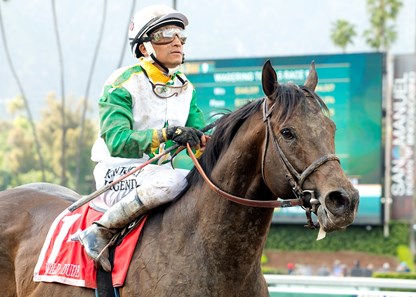 Wild Dude - Horse Profile - BloodHorse