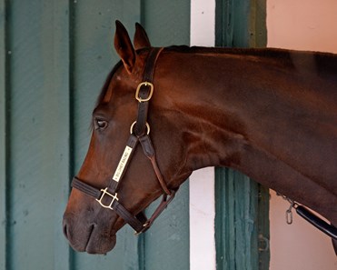 Exaggerator - Horse Profile - BloodHorse