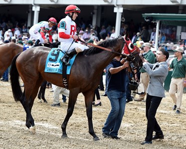 Camelot Kitten - Horse Profile - BloodHorse