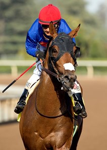 Avanti Bello - Horse Profile - BloodHorse