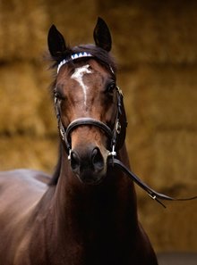 Shamardal Gets 100th Black-Type Winner - BloodHorse