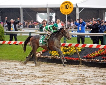 Exaggerator - Horse Profile - BloodHorse