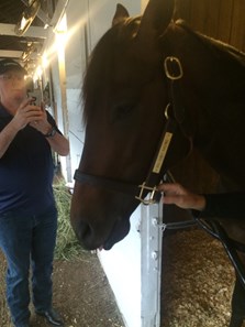 Exaggerator - Horse Profile - BloodHorse