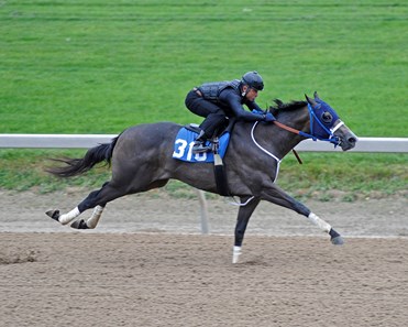 Mission Impazible - Horse Profile - BloodHorse