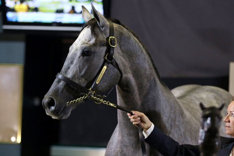 Candy Ride Colt Tops Barretts Sale - BloodHorse
