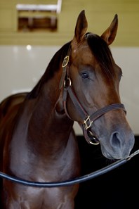 Exaggerator - Horse Profile - BloodHorse