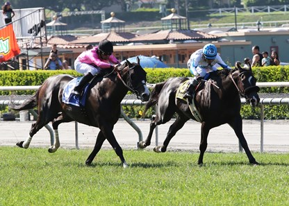 Midnight Storm - Horse Profile - BloodHorse