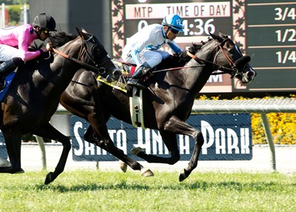 Midnight Storm - Horse Profile - BloodHorse