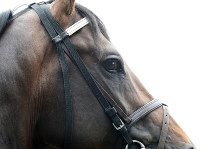 Exaggerator - Horse Profile - BloodHorse