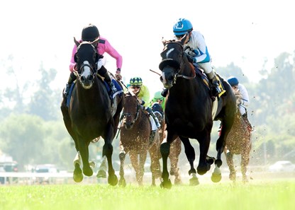 Midnight Storm - Horse Profile - BloodHorse