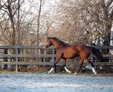 Get Stormy - Horse Profile - BloodHorse
