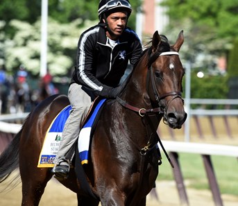 Exaggerator - Horse Profile - BloodHorse