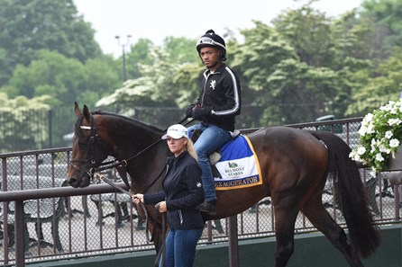 Exaggerator - Horse Profile - BloodHorse