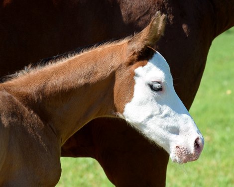 White-Headed Foal Named Southern Phantom - BloodHorse