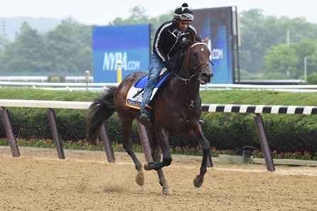Exaggerator - Horse Profile - BloodHorse