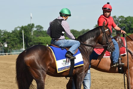 Exaggerator - Horse Profile - BloodHorse