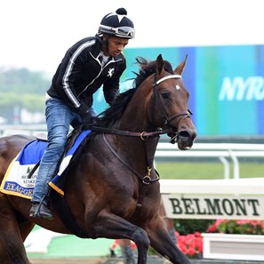 Exaggerator Gallops; Belmont Field Grows - BloodHorse