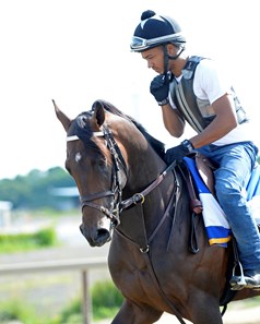 Exaggerator - Horse Profile - BloodHorse