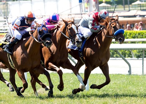 Cheekaboo Edges Favorites in Honeymoon - BloodHorse