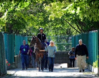 Exaggerator - Horse Profile - BloodHorse