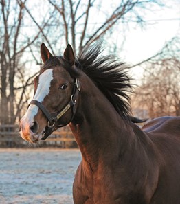Get Stormy - Horse Profile - BloodHorse