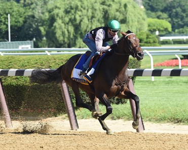 Exaggerator - Horse Profile - BloodHorse