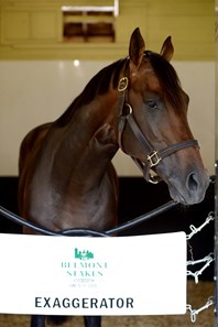 Exaggerator - Horse Profile - BloodHorse