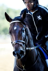 Exaggerator - Horse Profile - BloodHorse