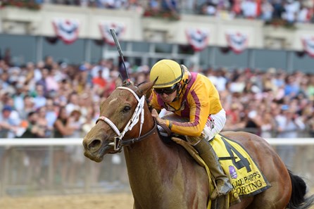 Cavorting - Horse Profile - BloodHorse