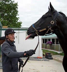 Shakhimat - Horse Profile - BloodHorse