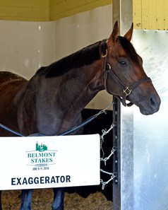Exaggerator - Horse Profile - BloodHorse