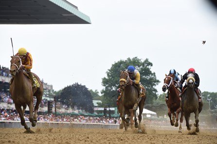 Cavorting - Horse Profile - BloodHorse