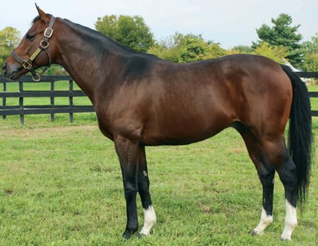 R Star Stallions Comps Fees on Taprize and What Now - BloodHorse