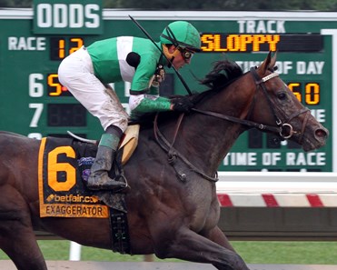 Exaggerator - Horse Profile - BloodHorse