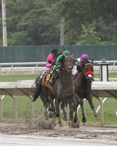 Exaggerator - Horse Profile - BloodHorse