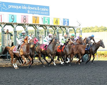 Dynamic Strike - Horse Profile - BloodHorse