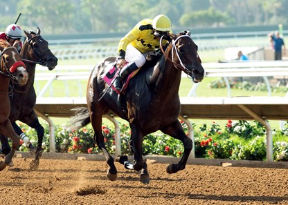 Gold Rush Dancer - Horse Profile - BloodHorse
