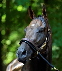 Exaggerator - Horse Profile - BloodHorse