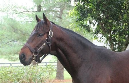 Orb - Horse Profile - BloodHorse