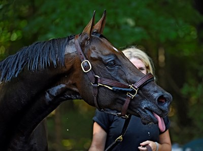 Exaggerator - Horse Profile - BloodHorse