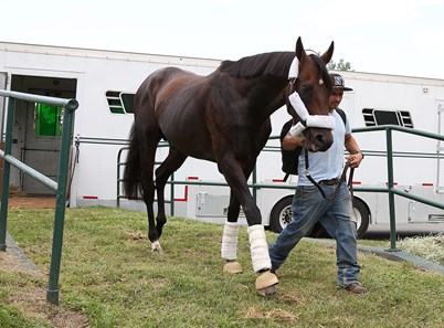 Exaggerator - Horse Profile - BloodHorse